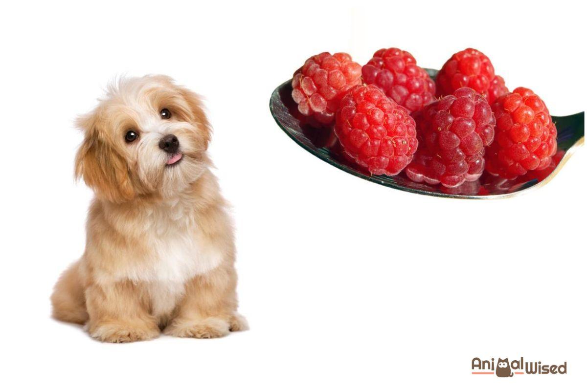 Are Raspberries Safe for Dogs? - Benefits, dosage and contraindications