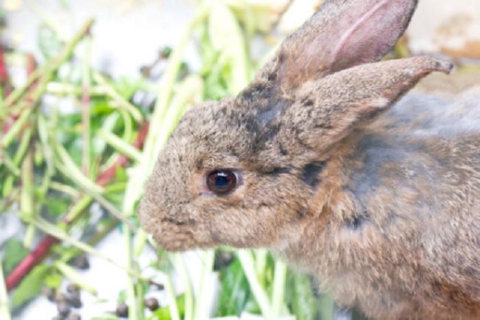 My Rabbit Has Dry Skin - Mites and Skin Disease
