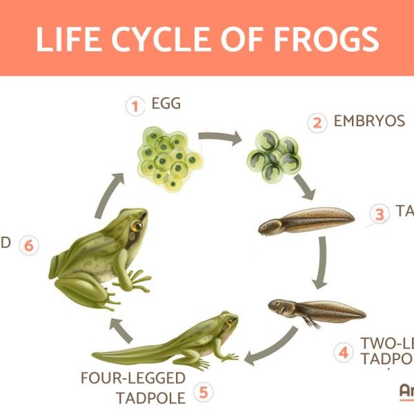 when do frogs eggs hatch