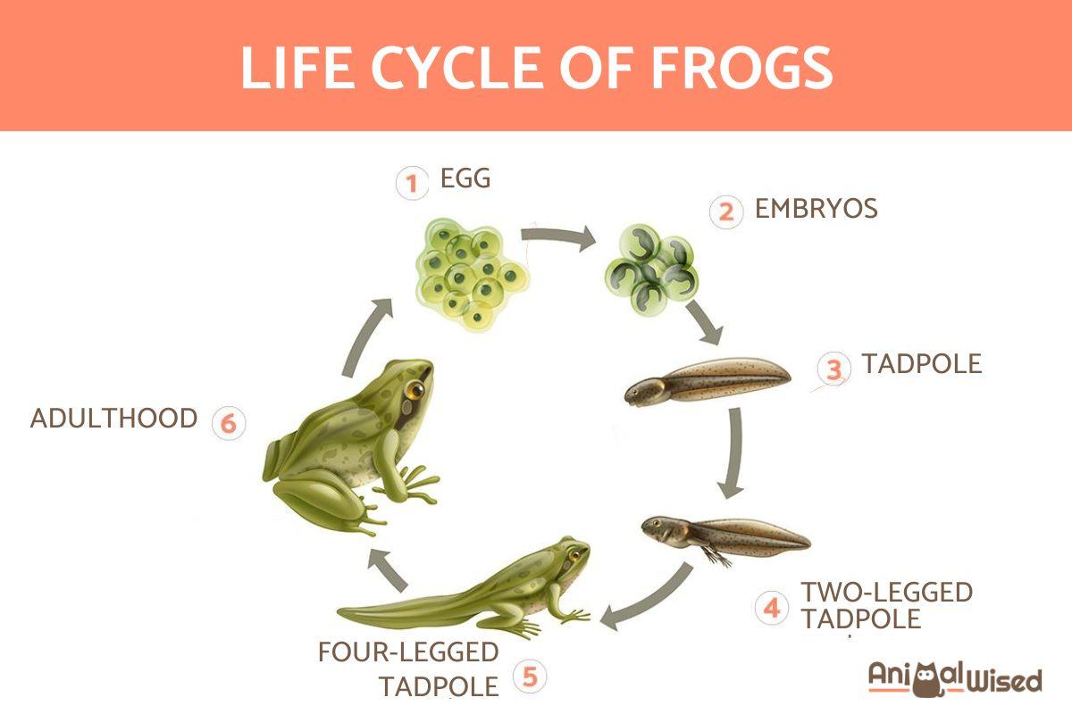 The Complete Frog Life Cycle - Egg, Tadpole, Frog