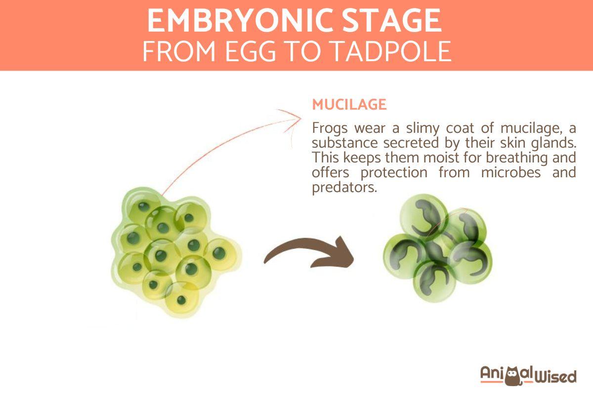 The Complete Frog Life Cycle - Egg, Tadpole, Frog