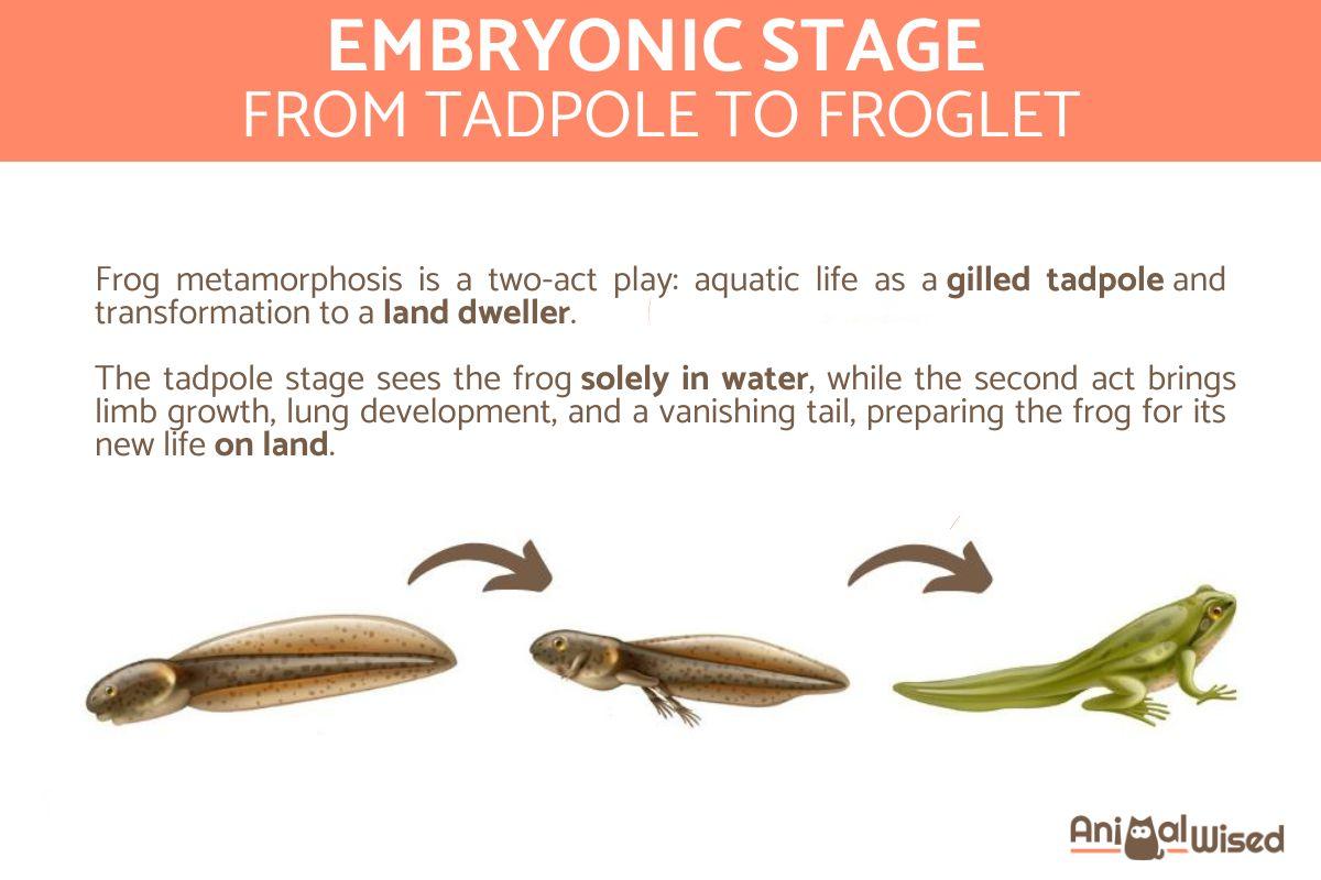 The Complete Frog Life Cycle - Egg, Tadpole, Frog