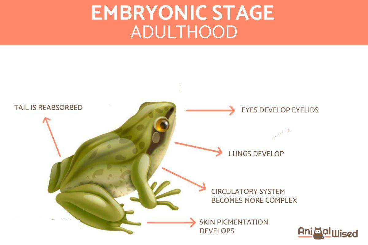 The Complete Frog Life Cycle - Egg, Tadpole, Frog