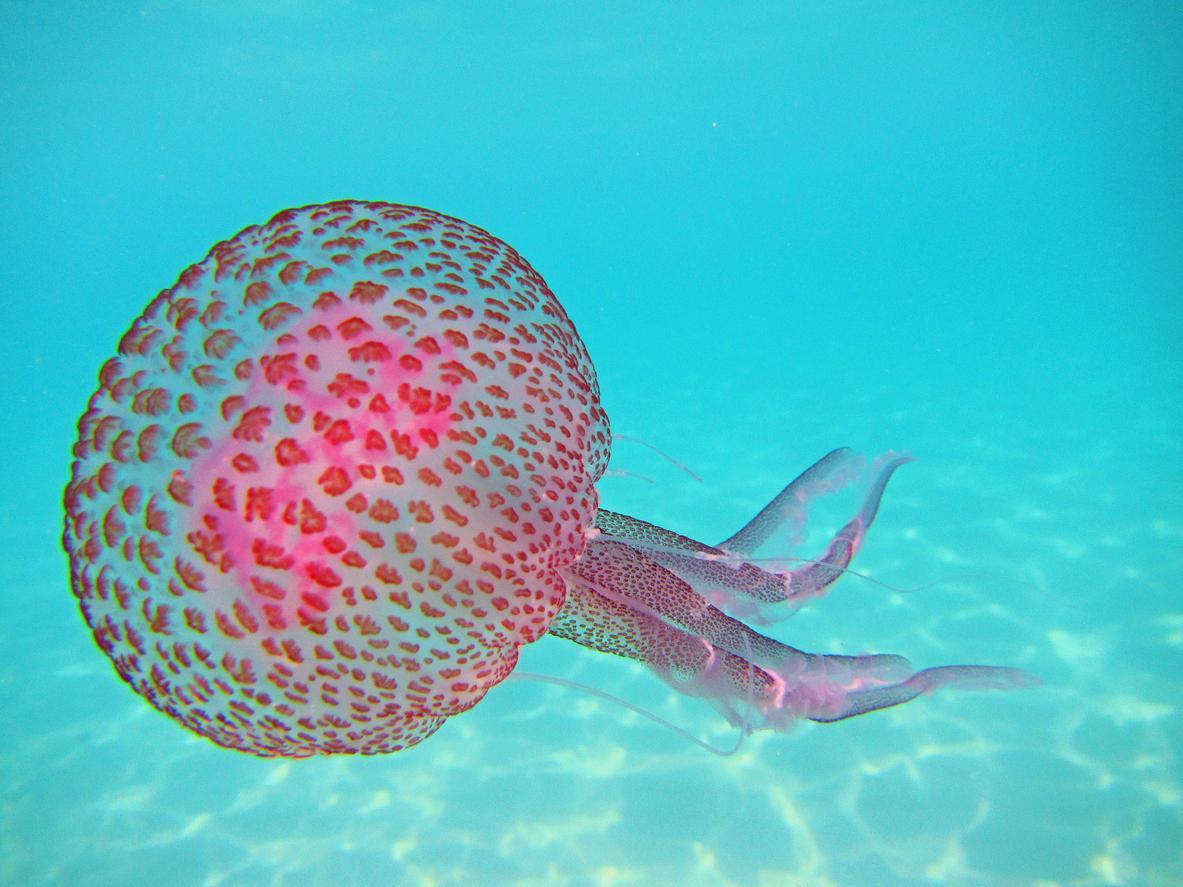 Animals Without A Brain - Full List of 13+ Names & Characteristics