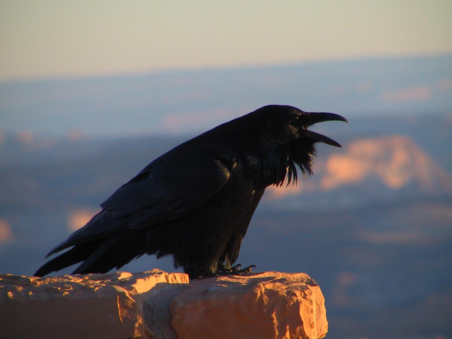 Differences Between Crows, Ravens and Rooks - With Photos