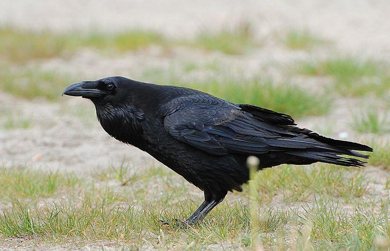 Differences Between Crows, Ravens and Rooks - With Photos