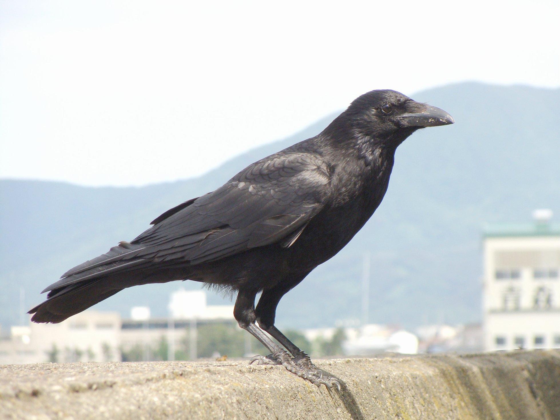 Differences Between Crows, Ravens and Rooks - With Photos