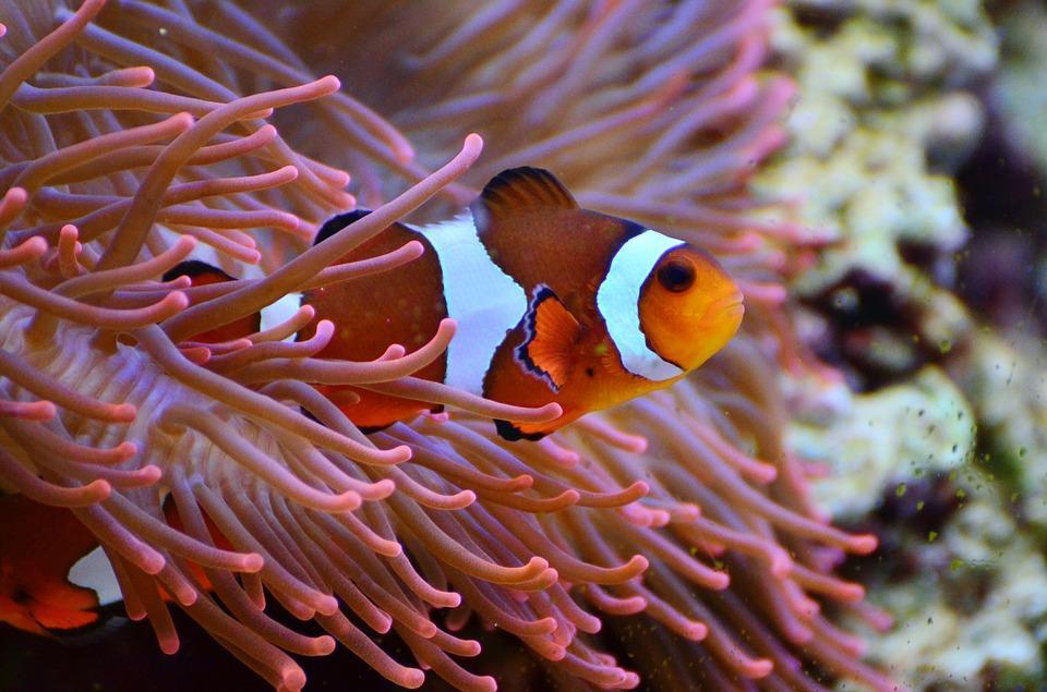 Animals Without A Brain - Full List of 13+ Names & Characteristics