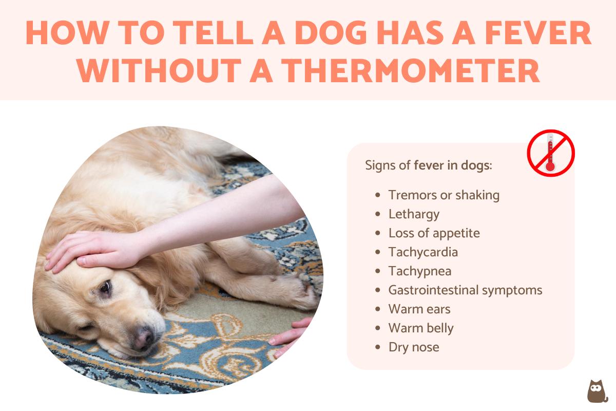 How Can You Tell If a Dog Has a Fever Without a Thermometer? - Signs of ...