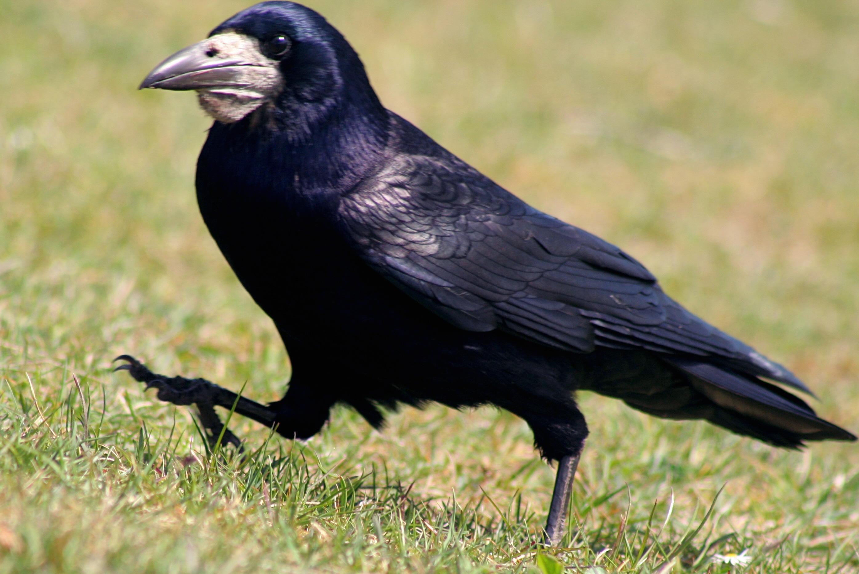 Differences Between Crows, Ravens and Rooks - With Photos
