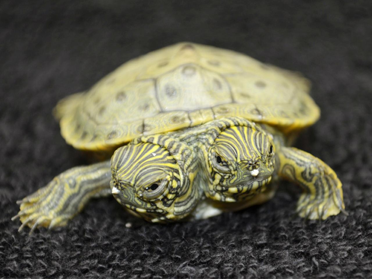 Animals Without A Brain - Full List of 13+ Names & Characteristics