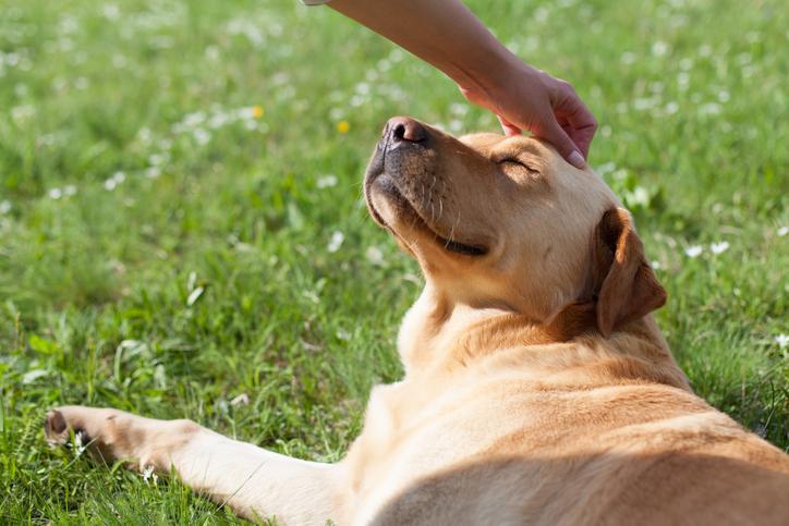 Why Do Dogs Put Their Ears Back When Petting Them? - Canine Body Language