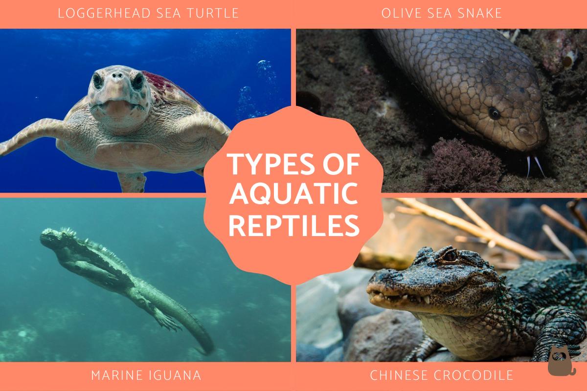 Aquatic Reptiles - Types of Marine and Freshwater Reptiles With Photos
