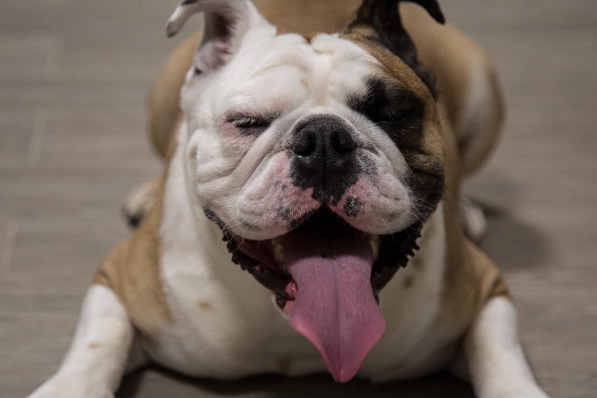 Caring for a Dog's Wrinkles and Skin Folds