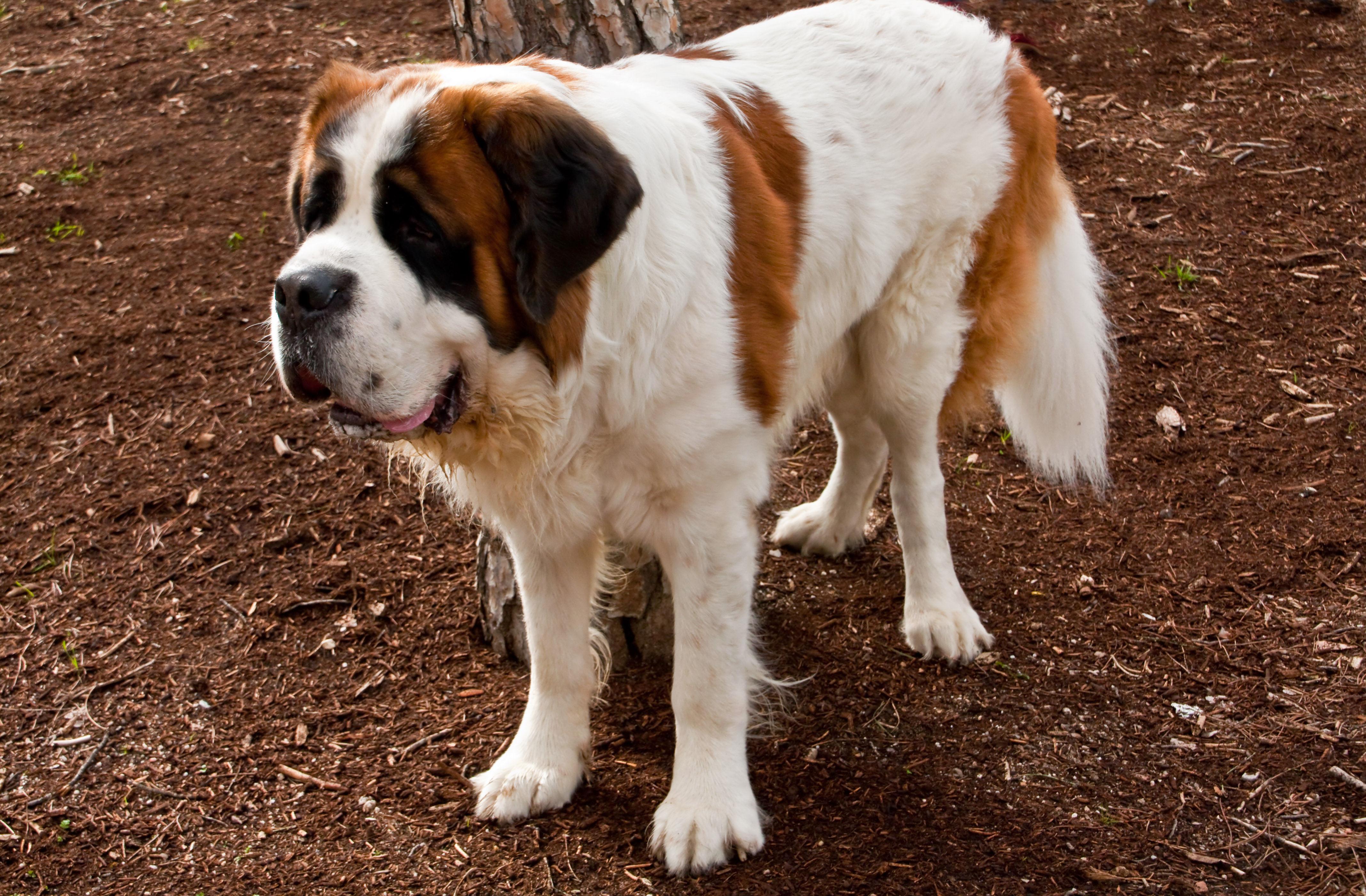 How Much Do You Feed a St Bernard? - Puppies and Adults