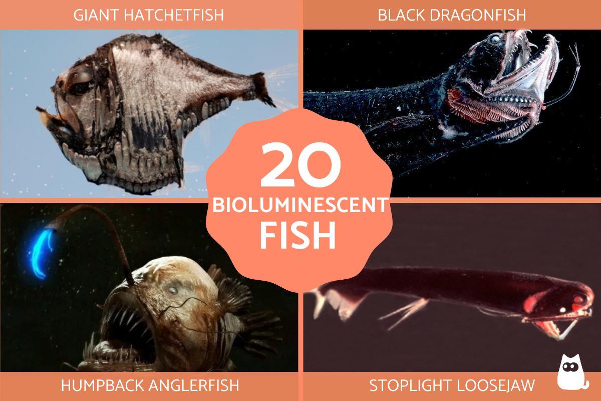 10 Bioluminescent Fish Sepcies with Photos and Interesting Facts
