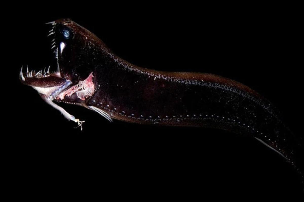 10 Bioluminescent Fish Sepcies with Photos and Interesting Facts