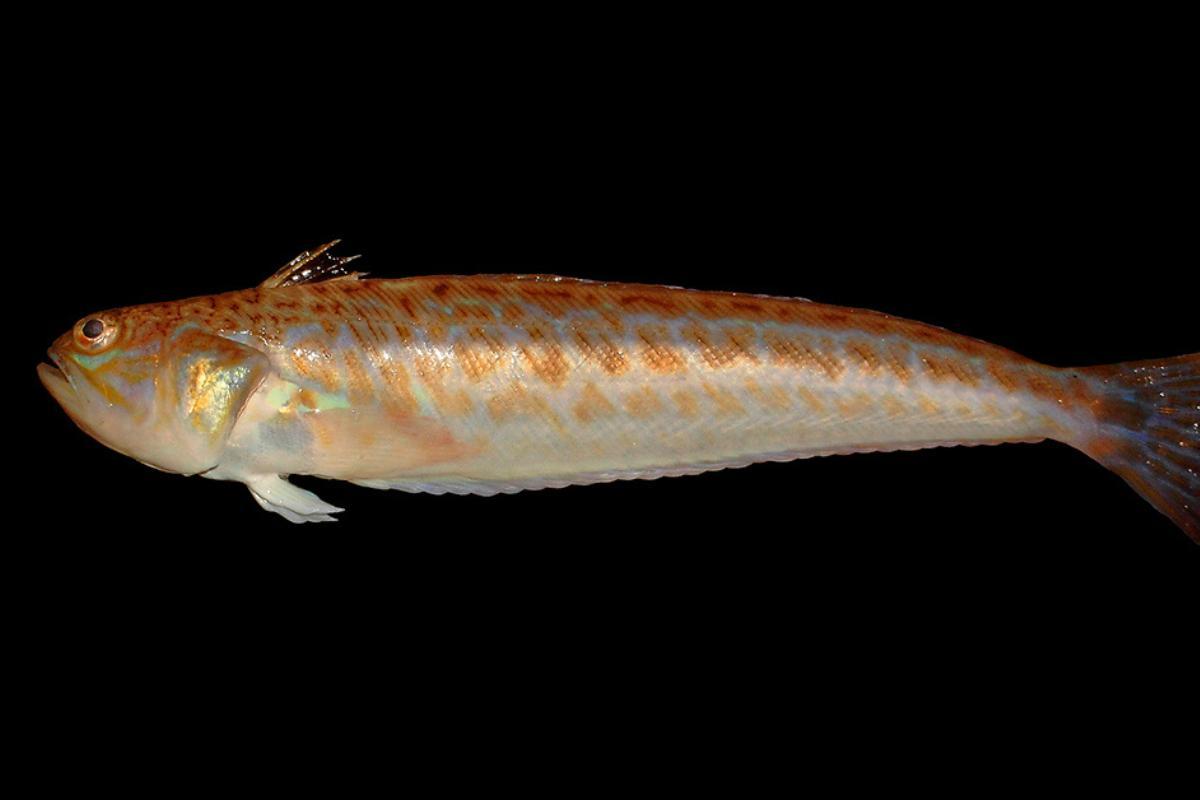 10 Bioluminescent Fish Sepcies with Photos and Interesting Facts