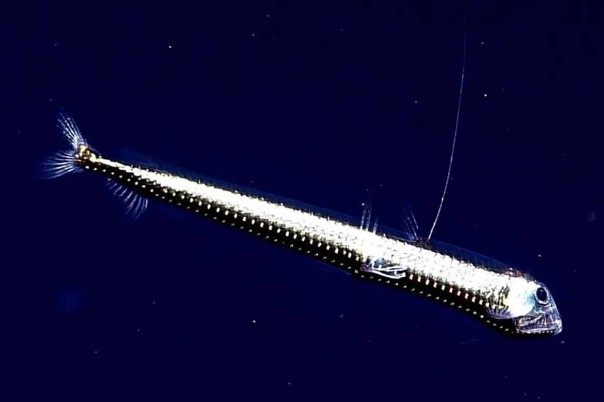 10 Bioluminescent Fish Sepcies with Photos and Interesting Facts