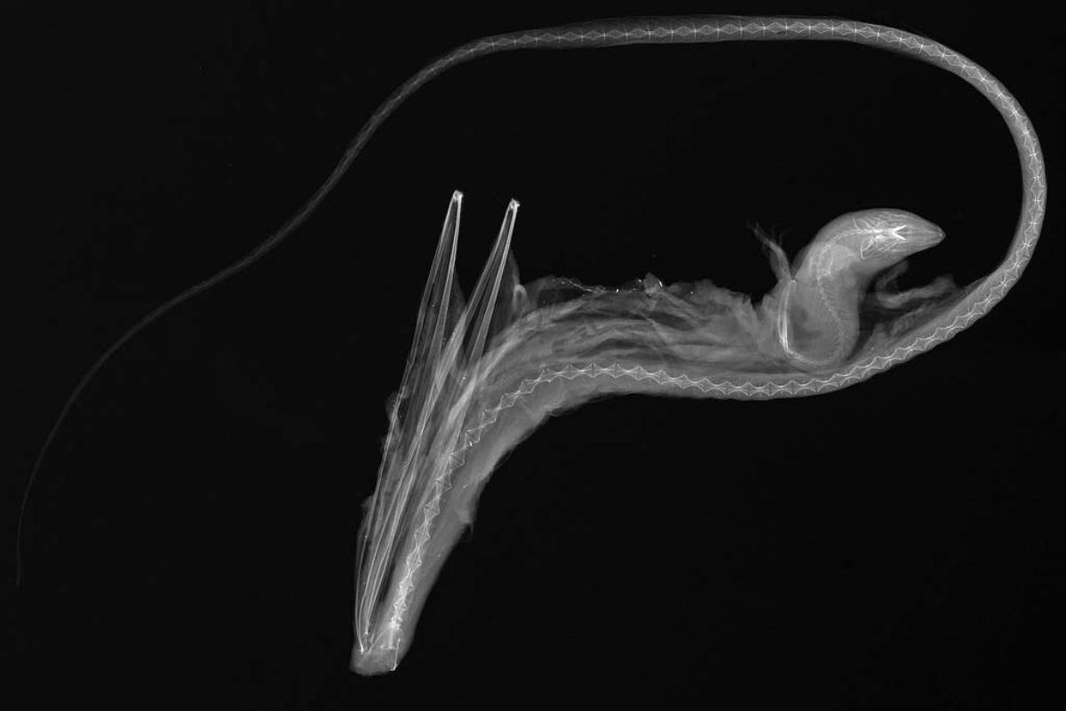 10 Bioluminescent Fish Sepcies with Photos and Interesting Facts