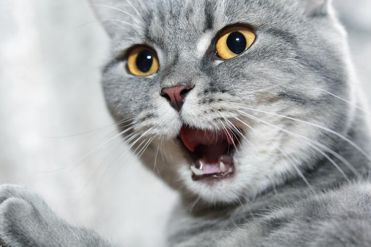 11 Reasons Why Your Cat is Stressed - Causes of Stress in Cats