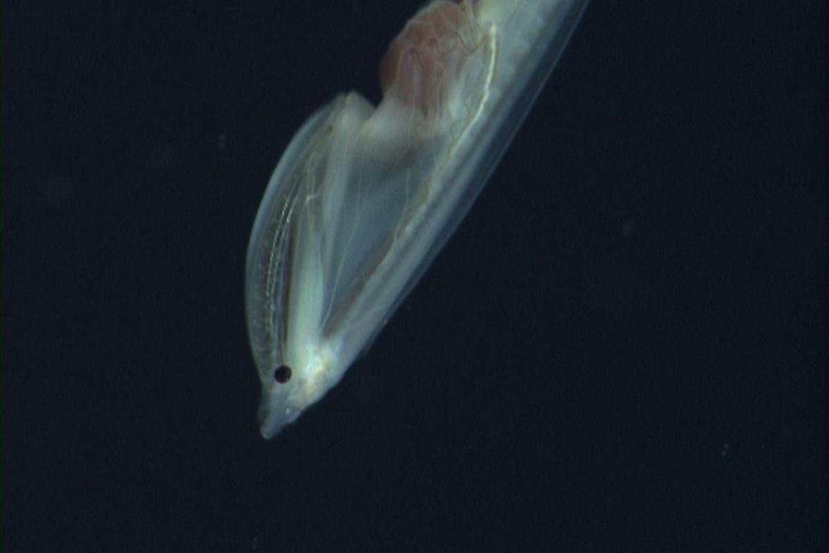 10 Bioluminescent Fish Sepcies with Photos and Interesting Facts