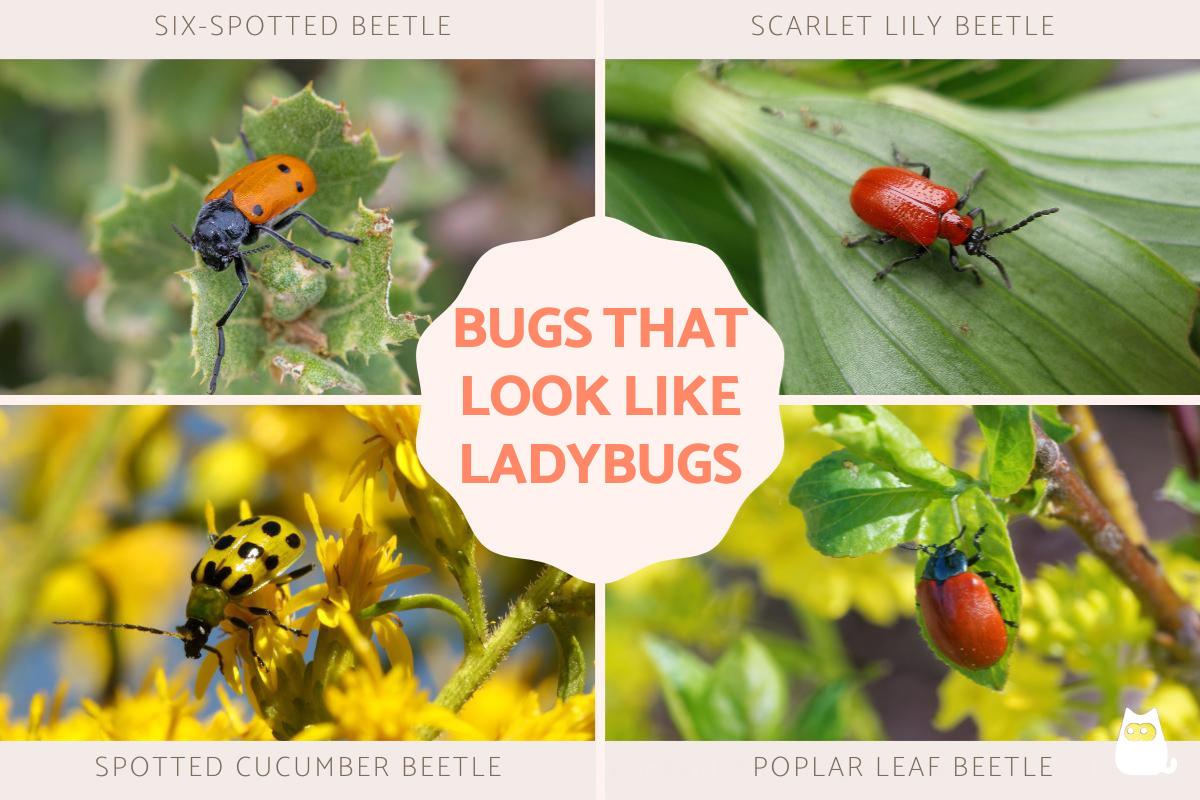 10 Bugs That Look Like Ladybugs - Species With Photos
