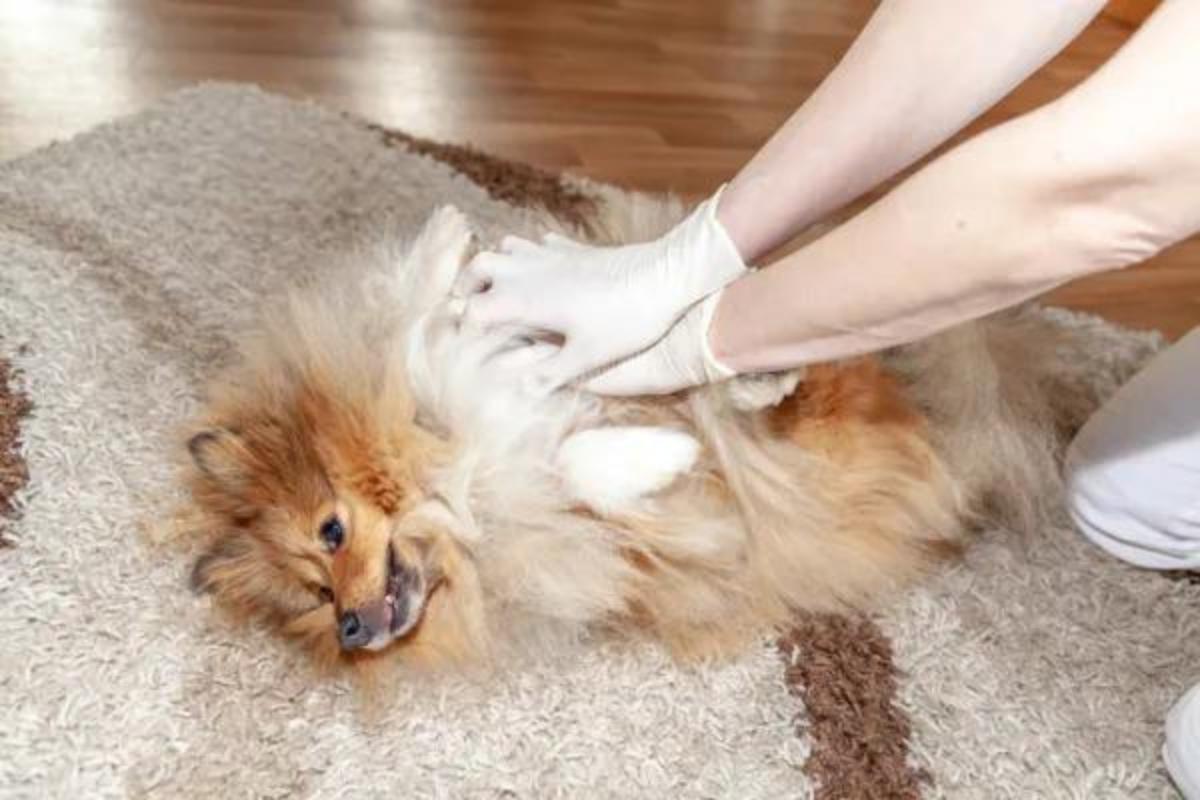 How to Give a Dog the Heimlich Maneuver When Choking - With Diagrams