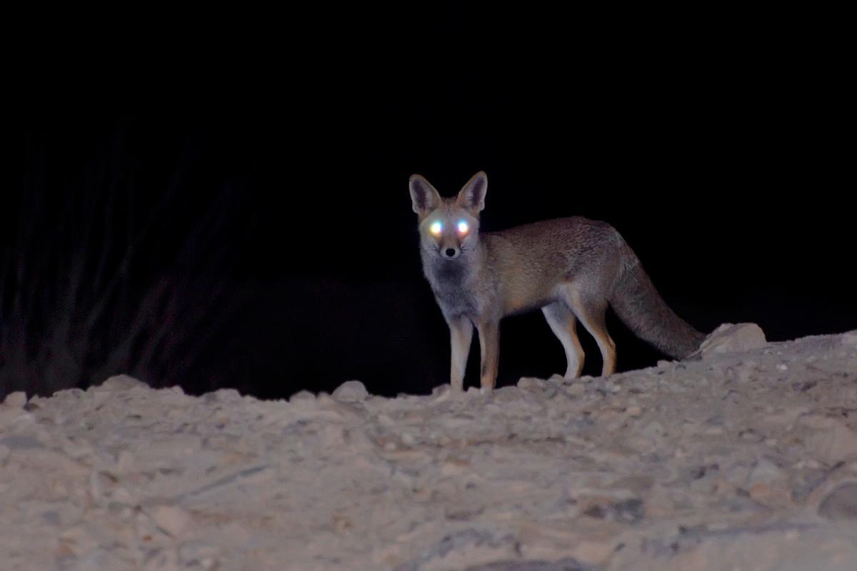Animals That Can See in the Dark - Animals With the Best Night Vision