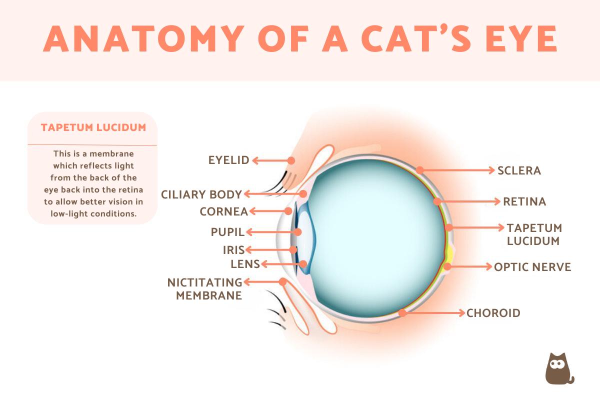 Animals That Can See in the Dark - Animals With the Best Night Vision