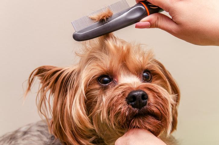 How to Get Mats Out of a Yorkie's Hair - Yorkshire Terrier Detangler Tips