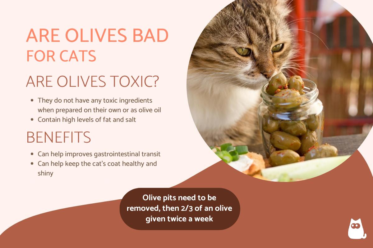 Are Olives Bad for Cats? - Olives and Olive Oil Safety