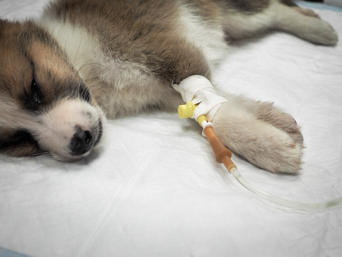 Canine Distemper Treatment at Home - Home Remedies to Alleviate the ...