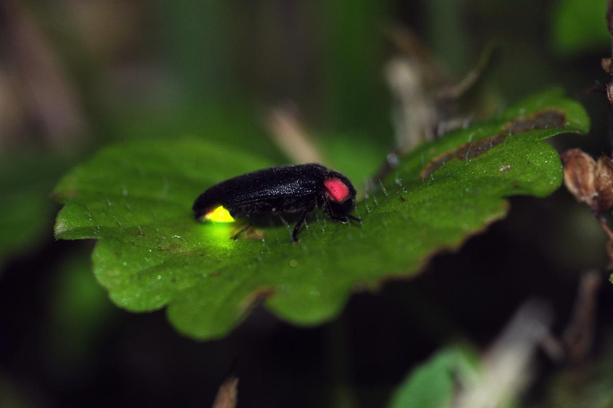Do Female Fireflies Fly? - Lighting Bug Flight Behavior