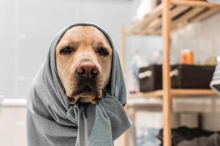 Canine Distemper Treatment at Home - Home Remedies to Alleviate the ...