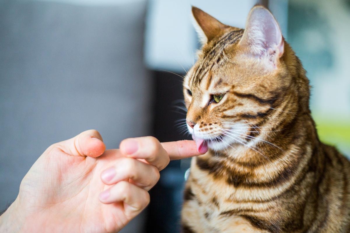 Why Does My Cat Lick My Hand? - Causes and Solutions