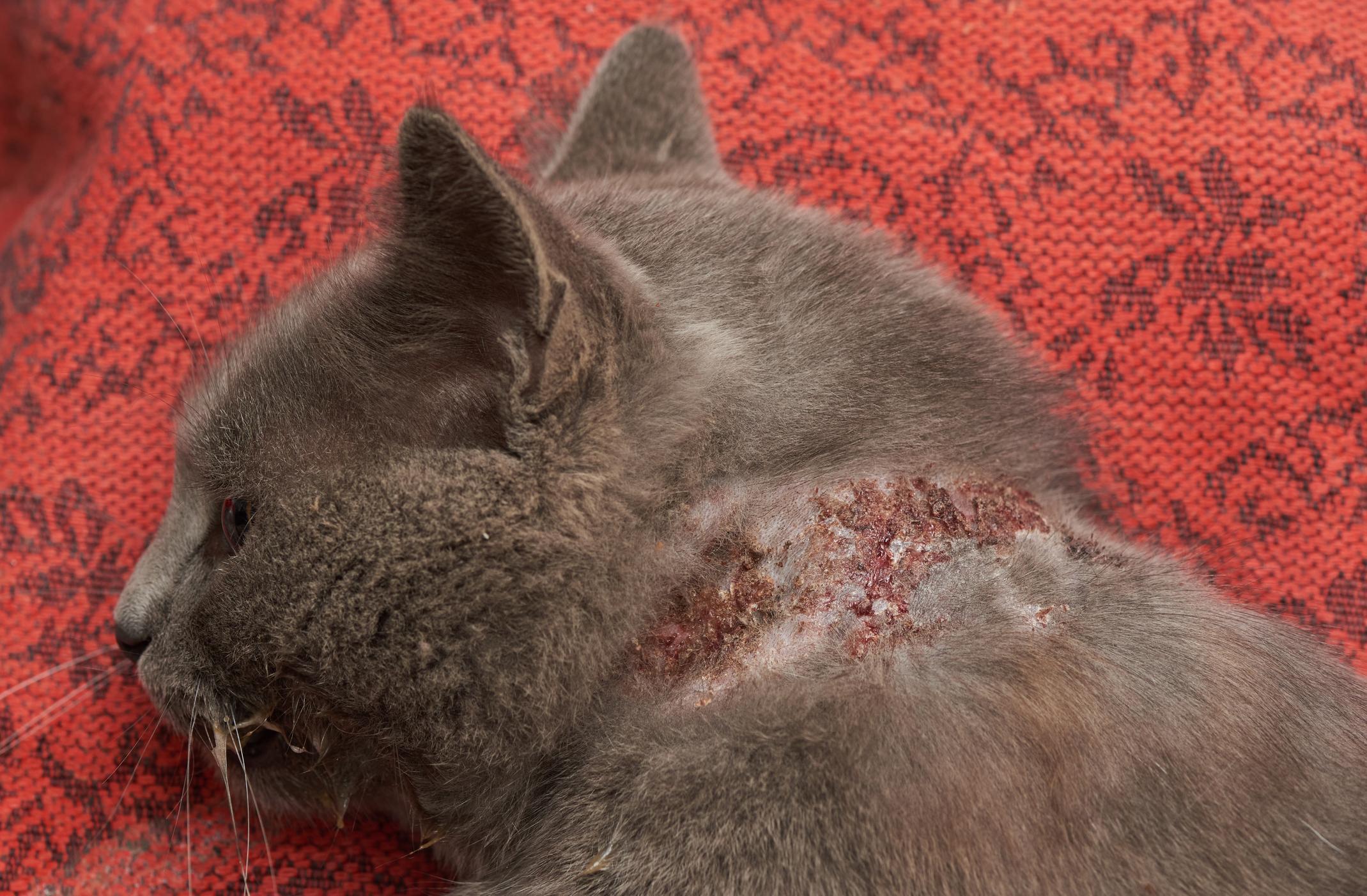 My Cat Has Scabs on Their Neck - Causes and Treatment With Photos
