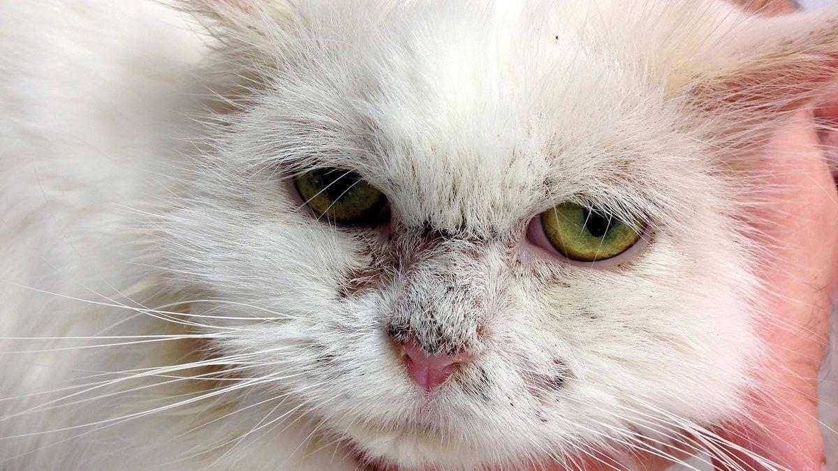 My Cat Has Scabs on Their Neck - Causes and Treatment With Photos