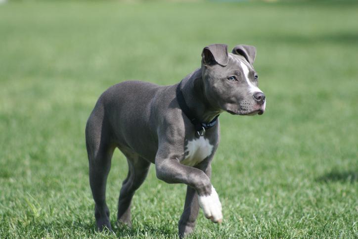 27 Dog Breeds That Are Grey - Types of Grey Dogs With Photos