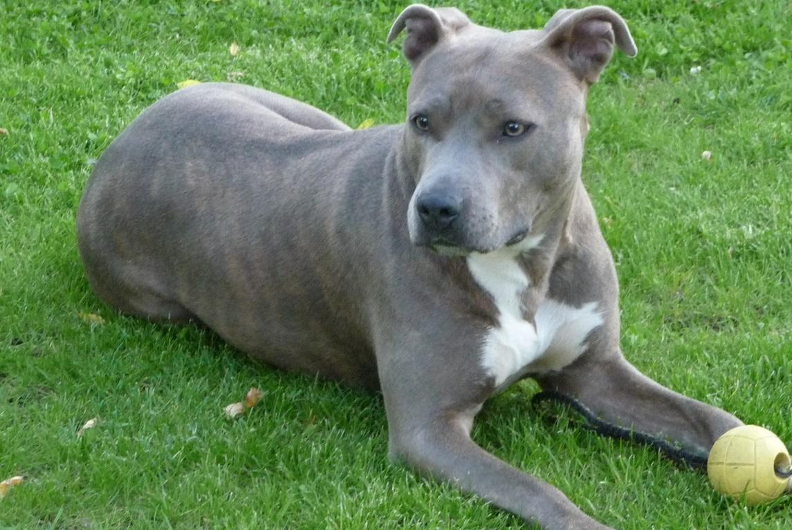 27 Dog Breeds That Are Grey - Types of Grey Dogs With Photos