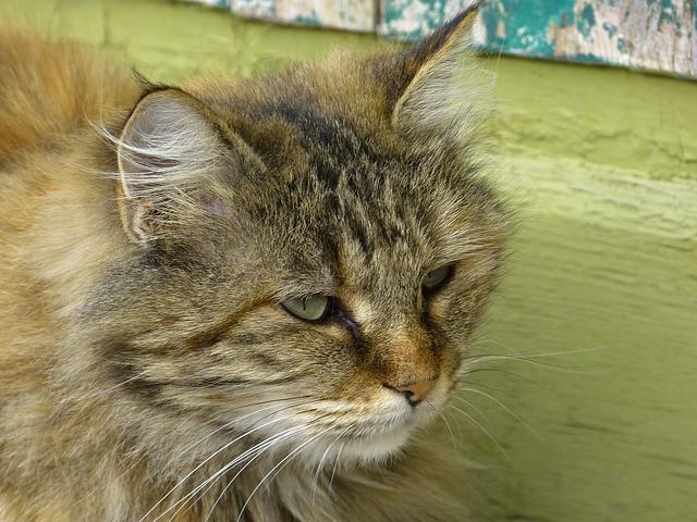 Otitis in Cats - Causes, Symptoms & Prevention