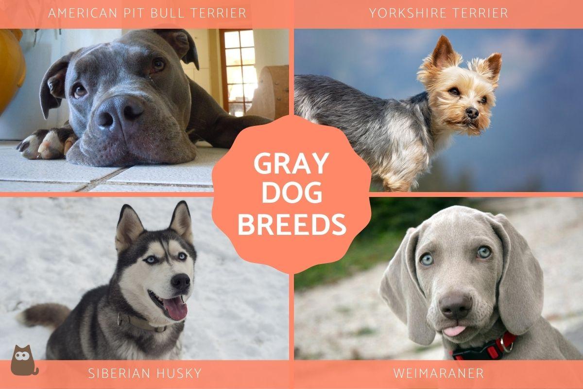 27 Dog Breeds That Are Grey - Types of Grey Dogs With Photos
