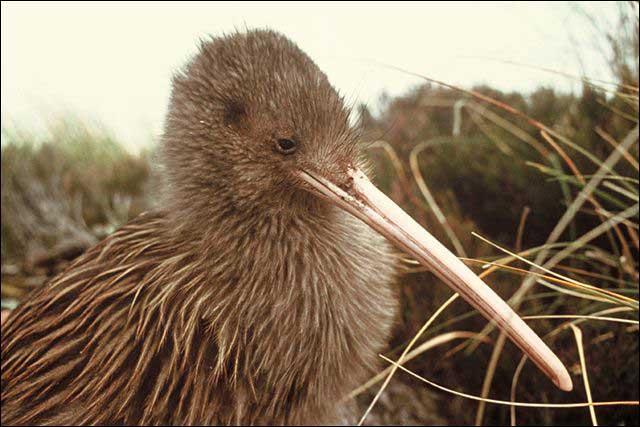 Why are Kiwis Endangered? - Facts and Figures