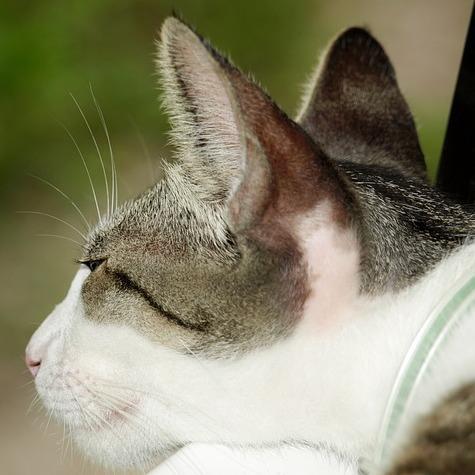 Otitis in Cats - Causes, Symptoms & Prevention