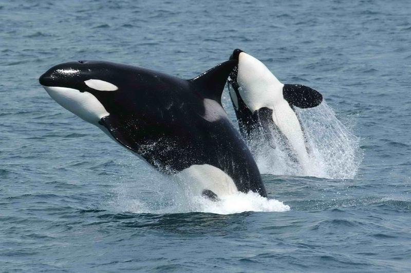 Why Do Orca Fins Bend in Captivity? - Collapsed Dorsal Fin in Killer Whales