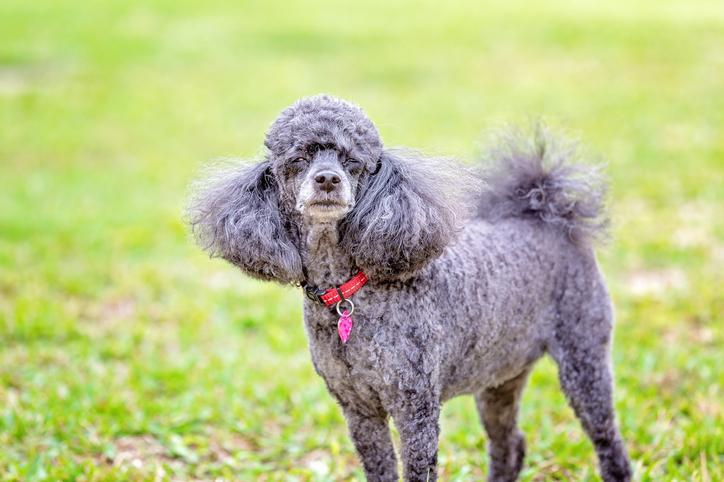 27 Dog Breeds That Are Grey - Types of Grey Dogs With Photos