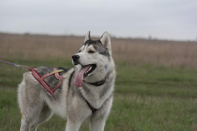 27 Dog Breeds That Are Grey - Types of Grey Dogs With Photos