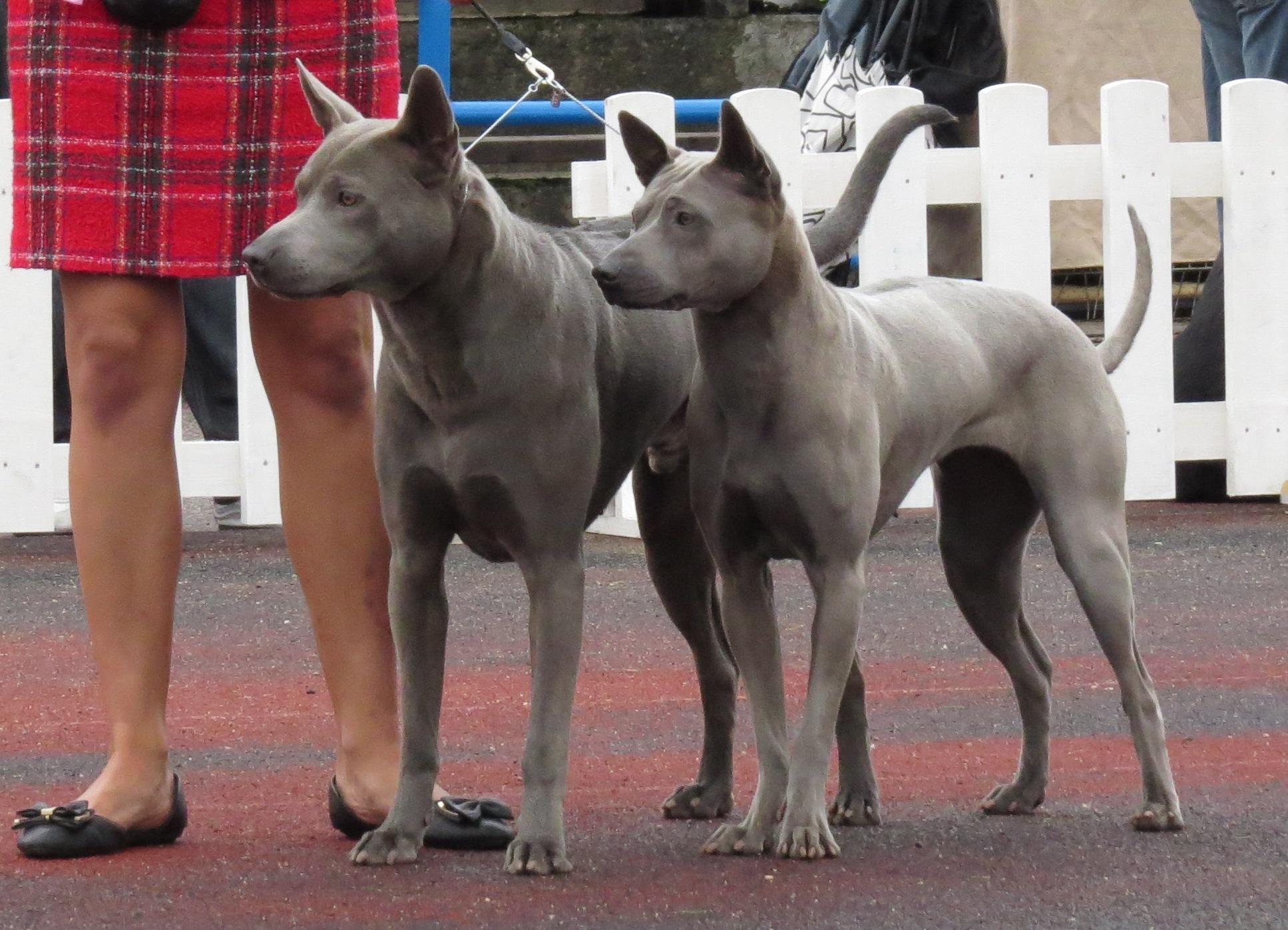 27 Dog Breeds That Are Grey - Types of Grey Dogs With Photos