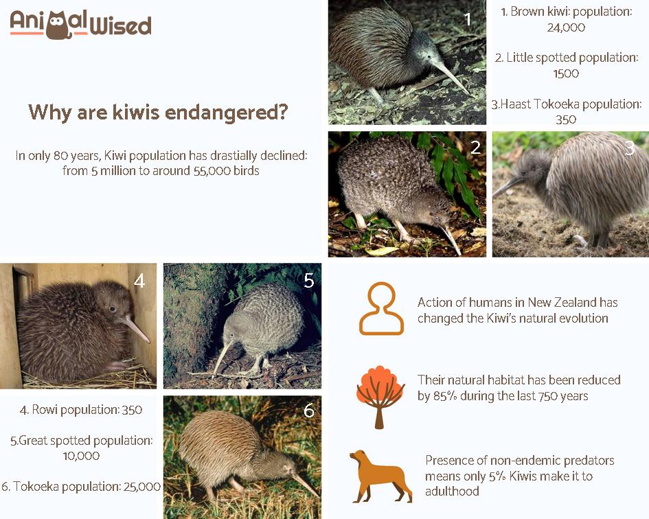 Why are Kiwis Endangered? - Facts and Figures