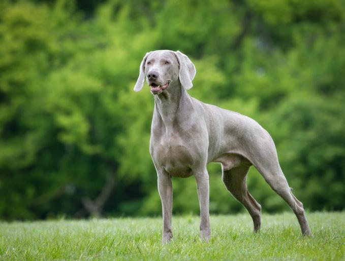 27 Dog Breeds That Are Grey - Types of Grey Dogs With Photos